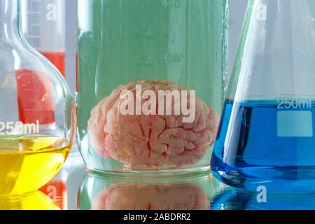 Human brain preserved in formaldehyde for science experiments and ...