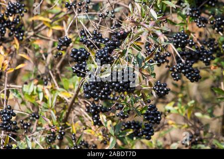 Gewöhnlicher Liguster (Ligustrum vulgare) Beeren Stock Photo - Alamy