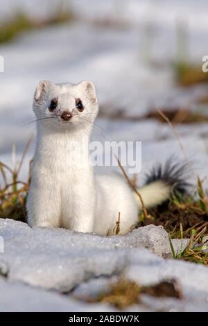 Hermelin im Winterfell im Schnee, Mustela erminea Stock Photo - Alamy