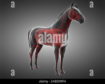 Equine circulatory system. Illustration of the circulatory system of a ...