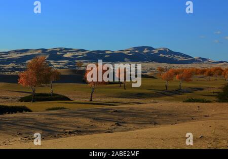 An autumn view of poplars scattering among a desert in Habahe county ...