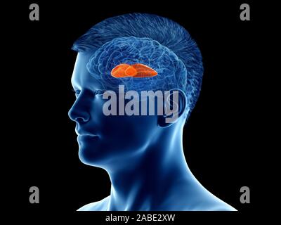 Putamen of the brain, illustration Stock Photo - Alamy