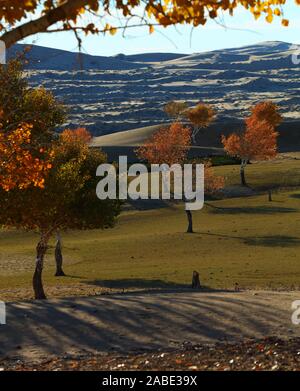 An autumn view of poplars scattering among a desert in Habahe county ...