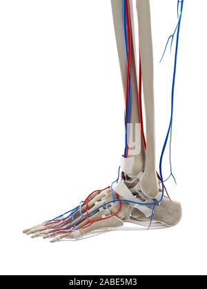 medical accurate illustration of the foot blood vessels Stock Photo - Alamy