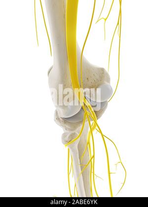medically accurate illustration of the knee nerves Stock Photo - Alamy