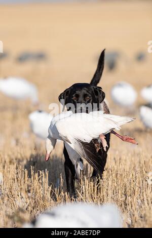 A Black Lab retrieving a Snow Goose in North Dakota Stock Photo - Alamy