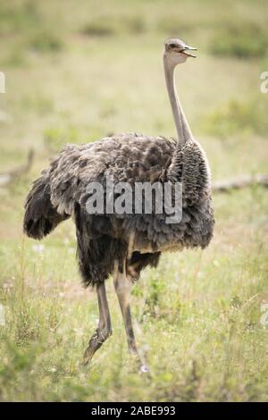 Common ostrich is walking through grass land in Kruger National park ...