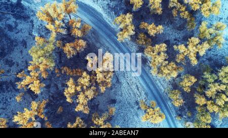 A bird view of desert poplar woods at Yiwu County Hami city Xinjiang ...
