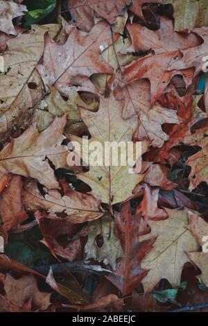 dry leaves on the ground as background Stock Photo - Alamy