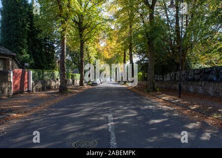 Urban trees on Rundle Road, the focus of tree protests in the Nether ...
