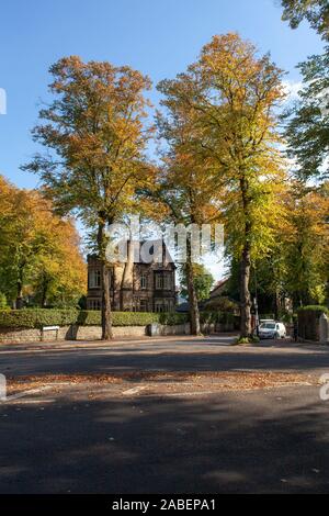 Urban trees on Rundle Road, the focus of tree protests in the Nether ...