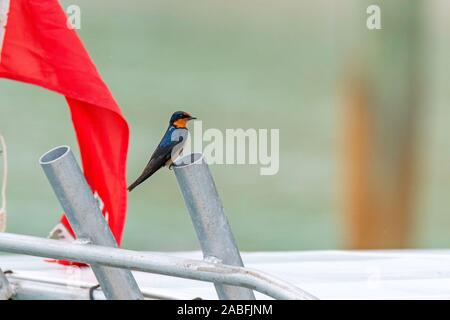 House Swallow Hirundo javanica subfusca Vitogo, Fiji 21 October 2019 ...