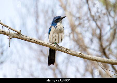 Island scrub jay, Aphelocoma insularis, a corvid bird species that is ...