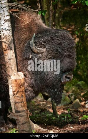 A male Bison at Omega Park, Quebec Stock Photo - Alamy