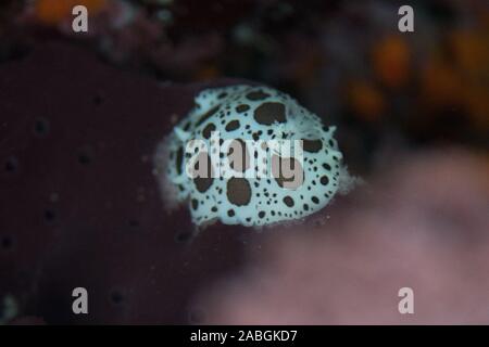 Dotted Sea Slug, Peltodoris atromaculata, Bodrum, Turkey Stock Photo ...