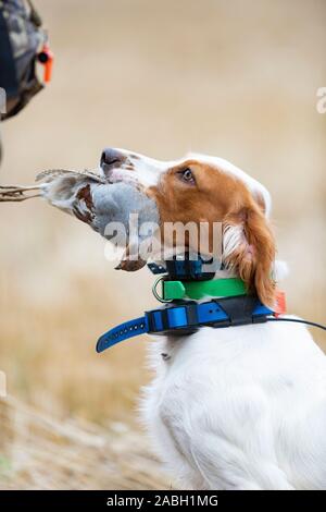 An English Setter hunting dog retrieving a ring-necked pheasant ...