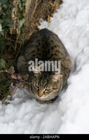 Furry cat on snowy frosty winter day Stock Photo - Alamy