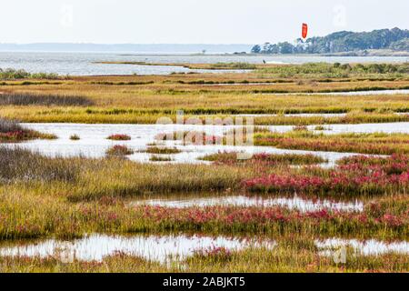 Salt marshes in Assateague Island National Seashore, Maryland Stock ...
