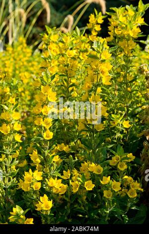 the small Yellow flowers of summer perennials in italy Stock Photo - Alamy