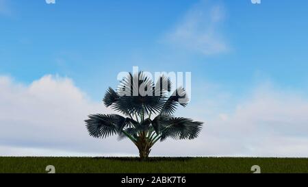 One Palm on Sky Background 3D Rendering Stock Photo - Alamy