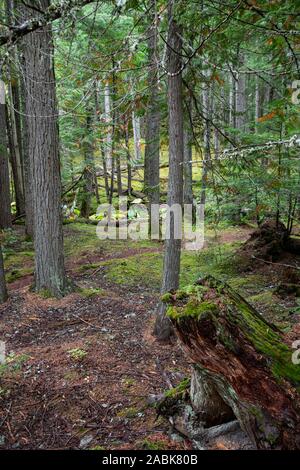 Coniferous forest, near Whistler, British Columbia, Canada Stock Photo ...