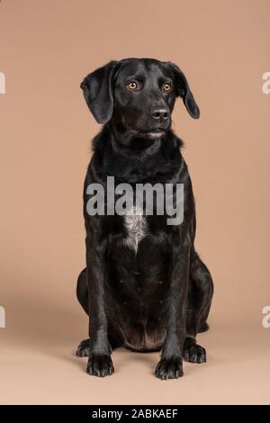 A closeup shot of an adorable brown dog face Stock Photo - Alamy