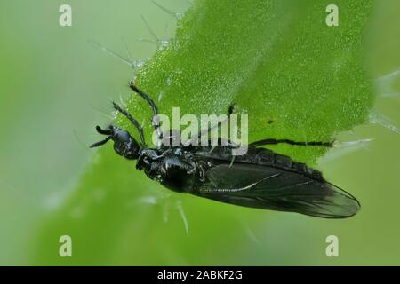March fly (Dilophus sp Stock Photo - Alamy