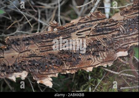 Bark beetle infestation in a piece of spruce bark in Forstenrieder Park ...