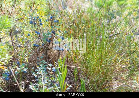 blueberries in the swamp, riding swamp, scenic swamp and berries Stock ...