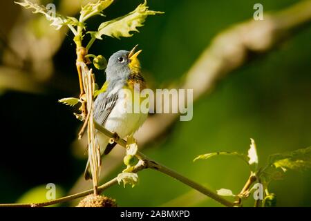 Northern Parula (Parula americana) adult perched on vine Marshall's Pen ...