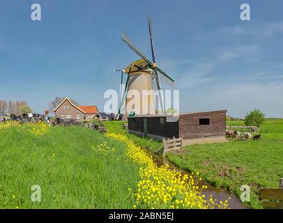 Water pumping windmill called Boterhuismolen, Warmond, Zuid-Holland ...