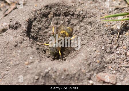 Ornate-tailed Digger Wasp going into nest hole in ground, Cerceris ...