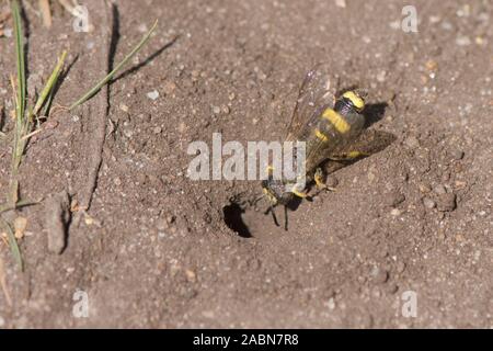 Ornate-tailed Digger Wasp going into nest hole in ground, Cerceris ...