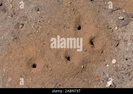holes in ground dug out by Digger wasp, Ornate-tailed Digger Wasp ...