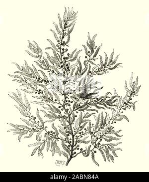 Brown Sargassum (class Phaeophyceae) Seaweed In Caribbean Cayman ...