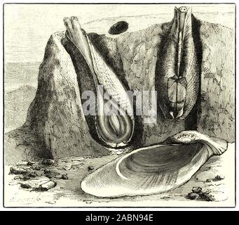 shells of bivalves Stock Photo - Alamy