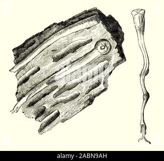 Shipworm mollusc Teredo navalis damage in cedar wood Stock Photo - Alamy