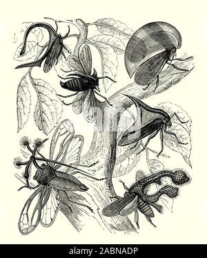 The black-and-white treehopper (Membracidae) from the Brazilian ...