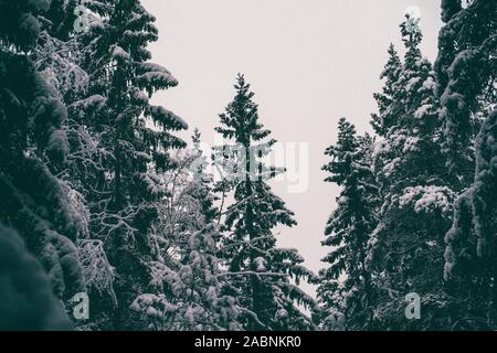 Trees strewn with snow. Photo of the winter forest Stock Photo - Alamy