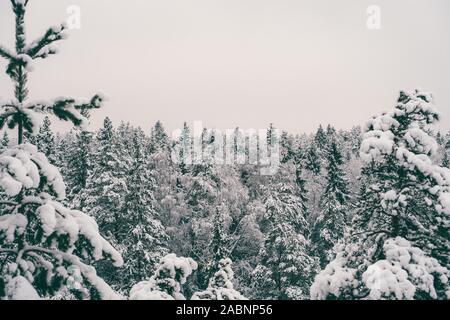 Trees strewn with snow. Photo of the winter forest Stock Photo - Alamy