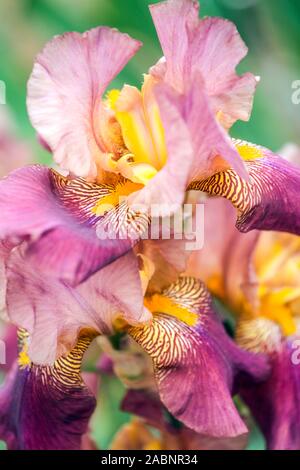 Pink-purple iris flower in the garden, summer time Stock Photo - Alamy