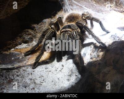 The Goliath birdeater tarantula (Theraphosa blondi) in the Peruvian ...