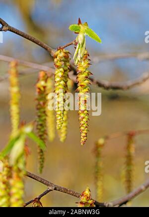 Male flowers of the common beech tree (Fagus sylvatica) hanging on the ...