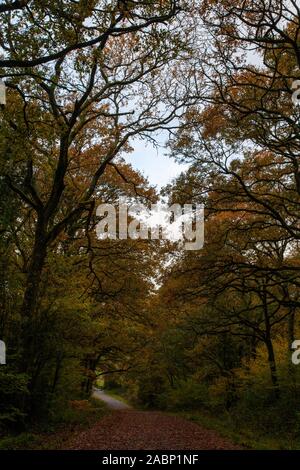 Dorset woodland path in ancient woodland during summer with sunbeams ...
