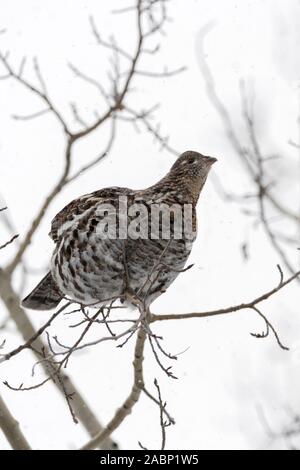 lonely thin branch Stock Photo - Alamy