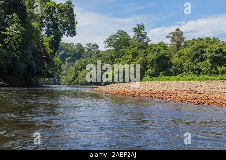 Temburong River, Virgin Rainforest, Ulu Temburong National Park, Brunei ...