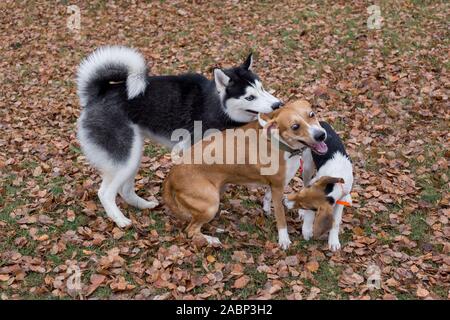 Cute estonian hound puppy and multibred dog are playing in the autumn ...