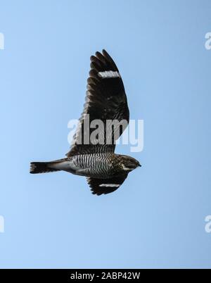 Least Nighthawk (Chordeiles pusillus Stock Photo - Alamy