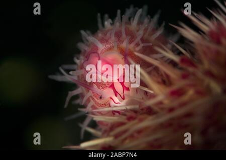 Sea snail Diminovula culmen. Underwater macro photography from ...
