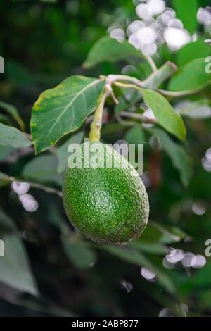 Ripe avocado hanging on an avocado branch with unfocused background and ...
